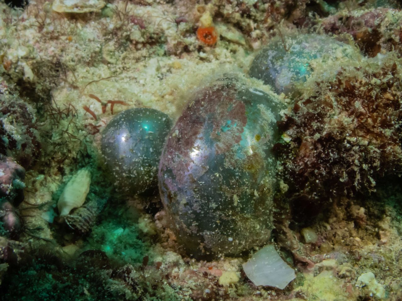 Bubble algae | Lajifaktoja - INTO Dive Center